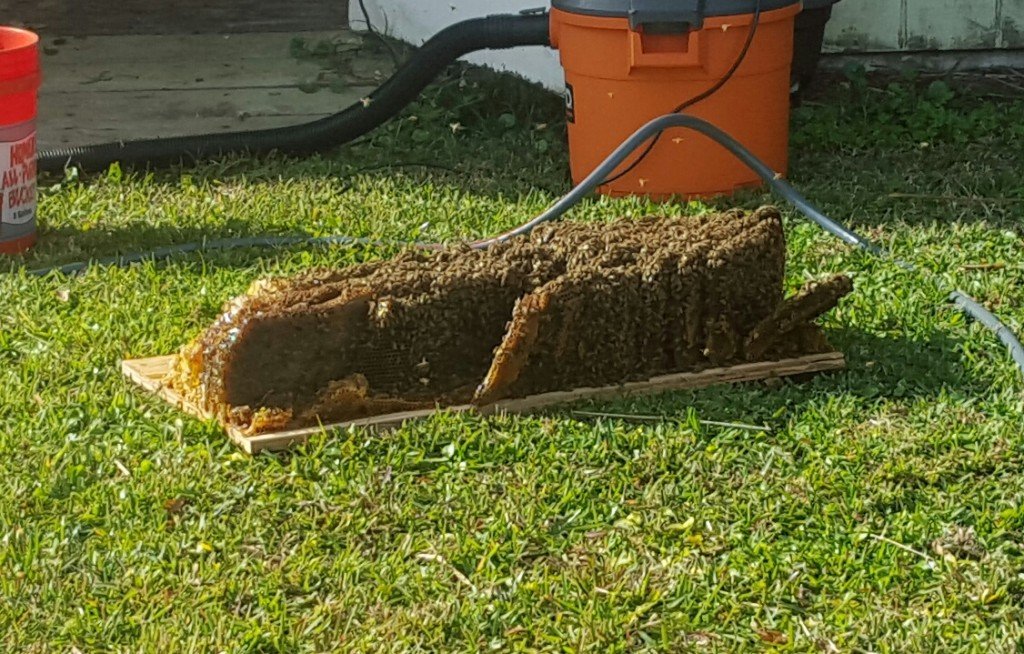 Bee Hive Removal