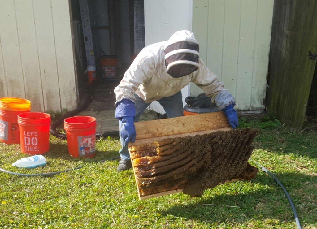Bee Hive Removal