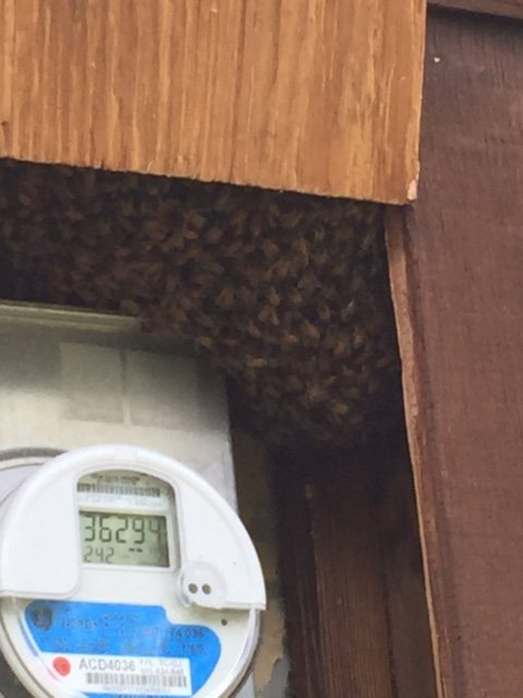 Testimonials - Bill's Professional Bee Removal