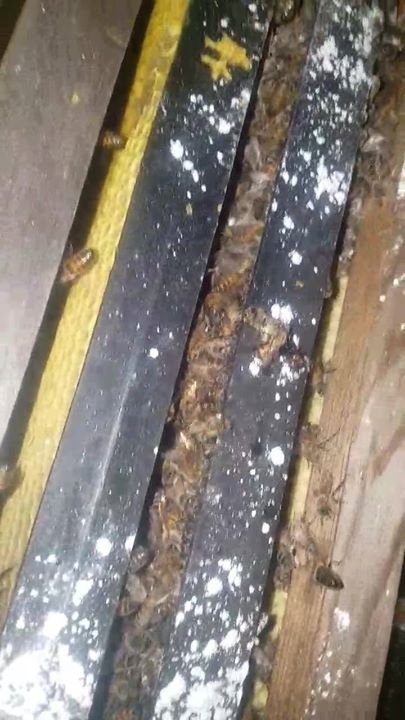 bees removed from water meter box safely placed in 5 frame nuc box with ...